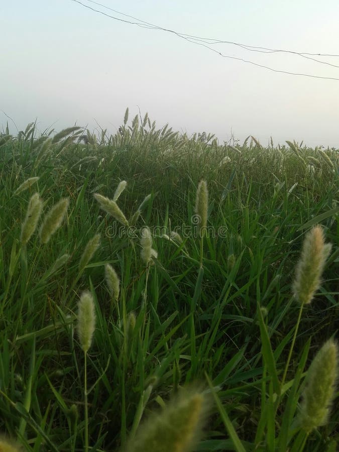 Green grass stock image. Image of medows, field, green - 110378833