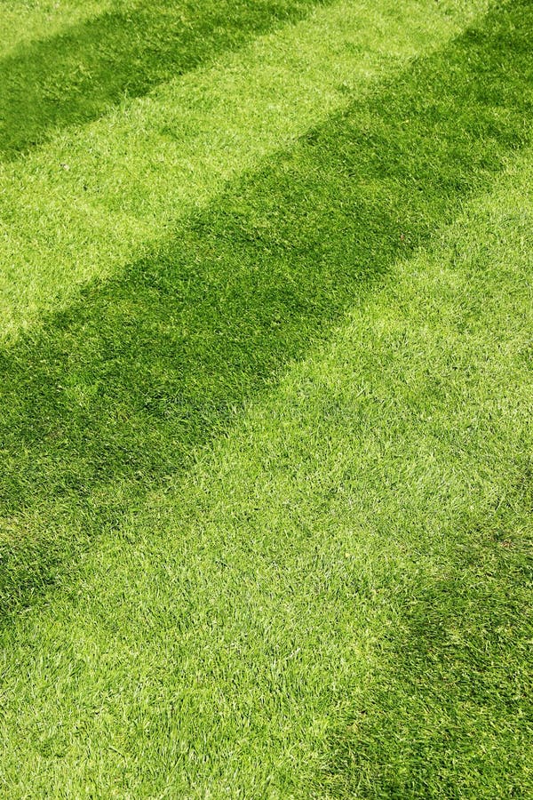 Green grass with stripes stock photo. Image of activity - 37049984