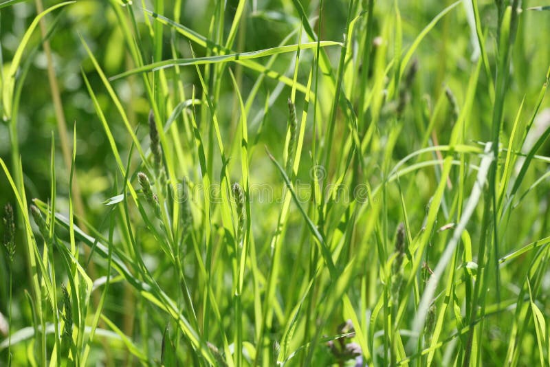 Green Grass Summer stock image. Image of grass, stems - 9566845