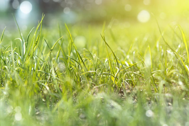 Green Grass on Summer Field, Close Up Stock Image - Image of bokeh ...
