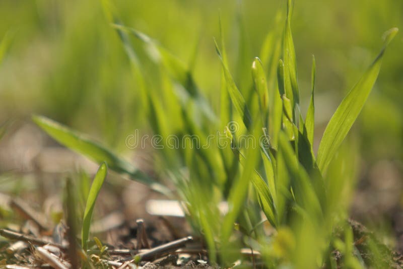 Green grass in summer stock image. Image of sunrise - 100646157
