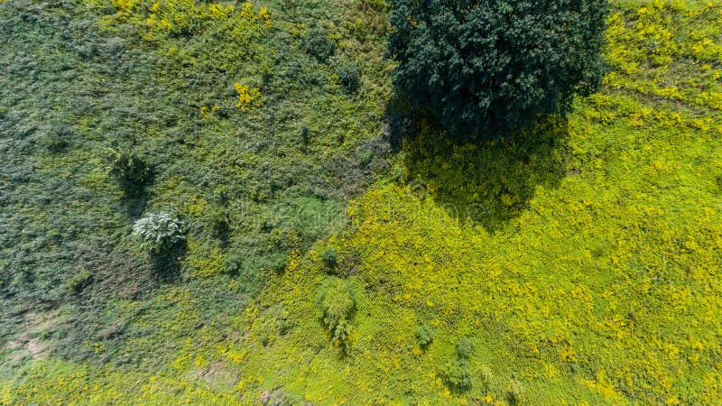 Green Meadow Bush Top View from Above Stock Image - Image of foliage ...