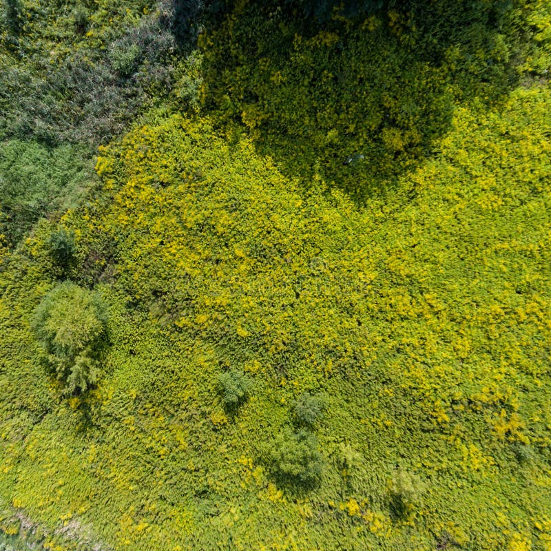 Green Grass Summer Meadow Bush Top View from Above Stock Photo - Image ...