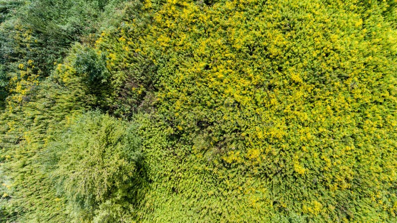 Green Grass Summer Meadow Bush Top View from Above Stock Photo - Image ...