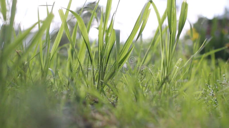 Green Grass in Summer Swaying in Wind Stock Video - Video of branch ...
