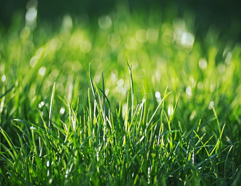 Green grass at the sun stock image. Image of abstract - 105361251