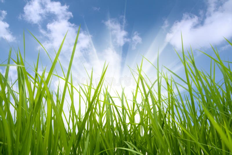 Green grass and sun stock image. Image of farm, country - 18365389