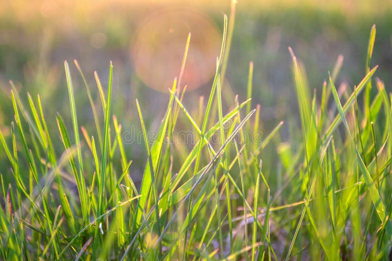 Green Grass with Sun Ray on Sunset. Soft Focus Stock Image - Image of ...