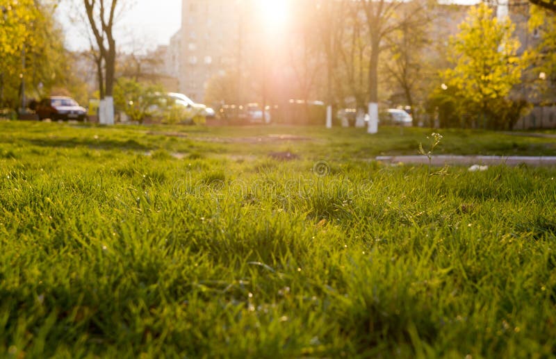 Green grass in sunlight stock photo. Image of fresh, outdoors - 66612168