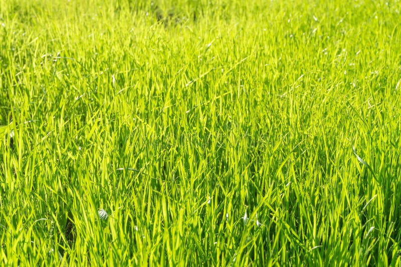 Green Grass in Sunlight Background. Stock Image - Image of organic ...
