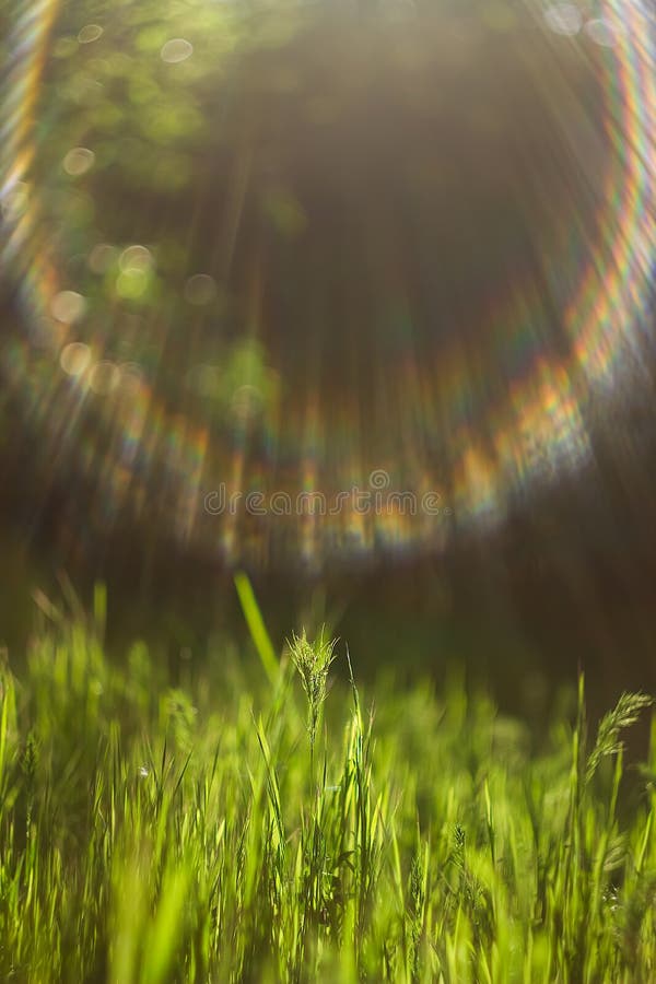 Grass and sunlight stock image. Image of macro, growing - 14153097