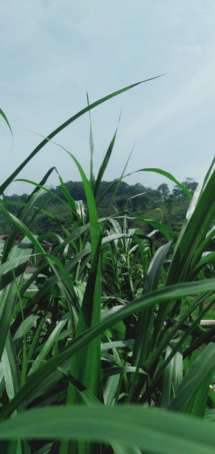 Green Grass on a Sunny and Cheerful Morning Stock Image - Image of ...