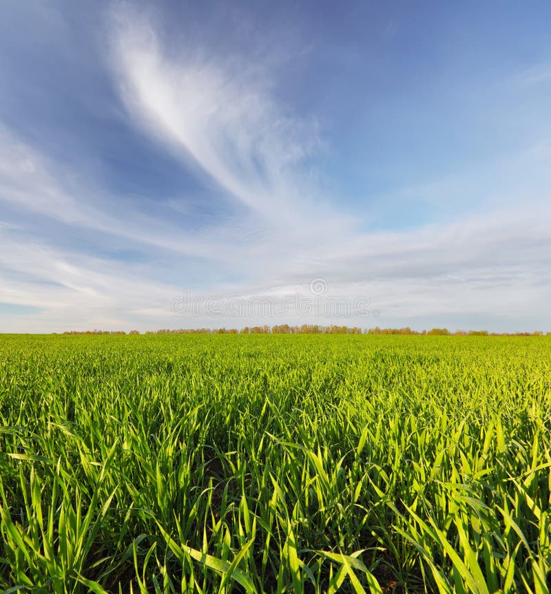 Green grass on a sunny day stock image. Image of spring - 70896225