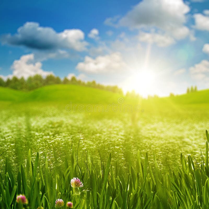 Sunny Meadow stock image. Image of seasons, sourland - 39333267