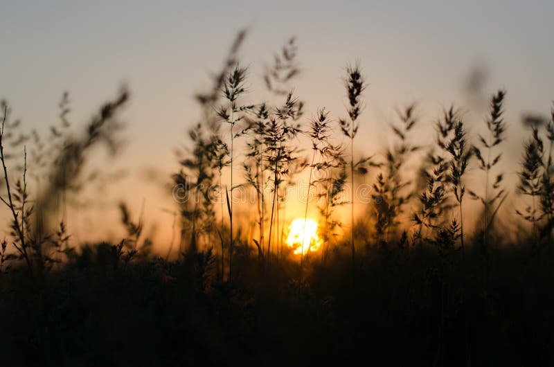 Green grass at sunset stock image. Image of forest, grow - 77541333