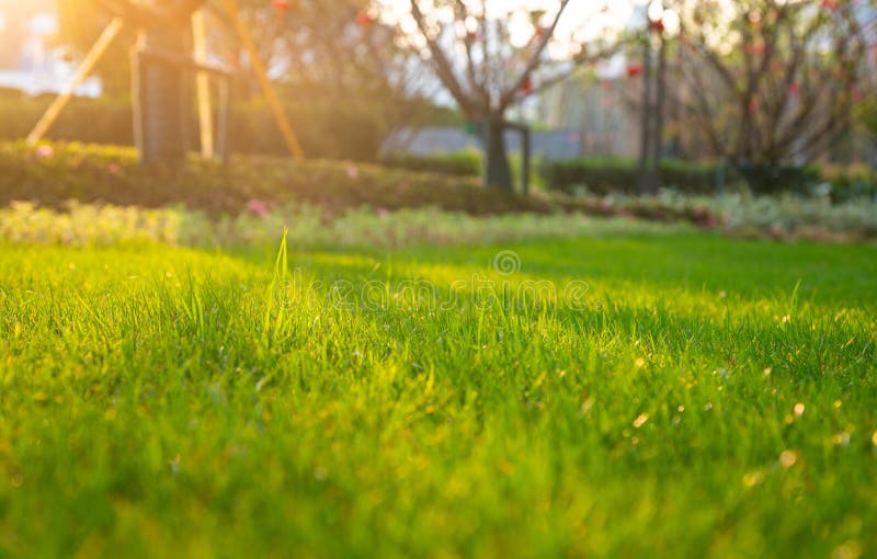 Green Grass with Sunset Views Stock Image - Image of light, blur: 312488543