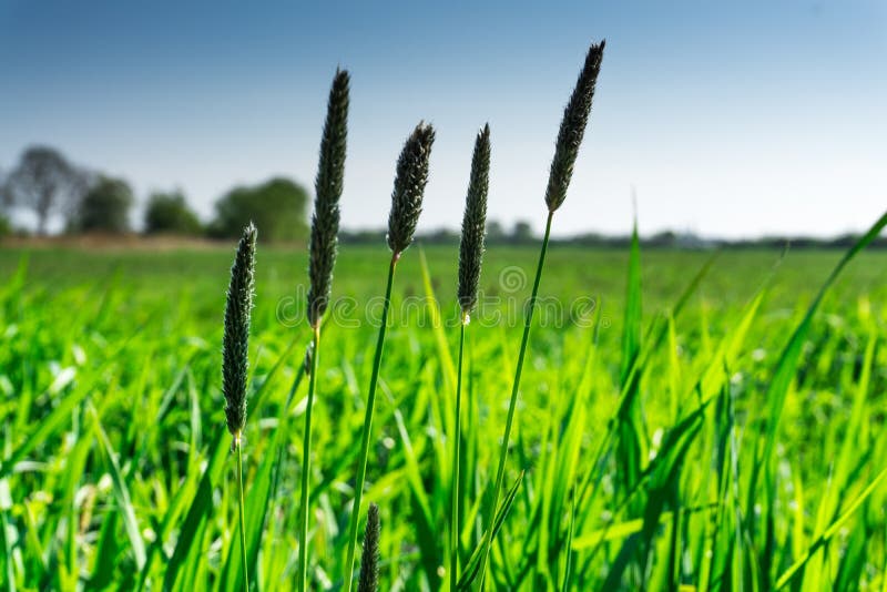 Green grass at sunshine stock photo. Image of texture - 92390014