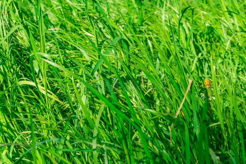 Green grass at sunshine stock image. Image of green, natural - 92390113