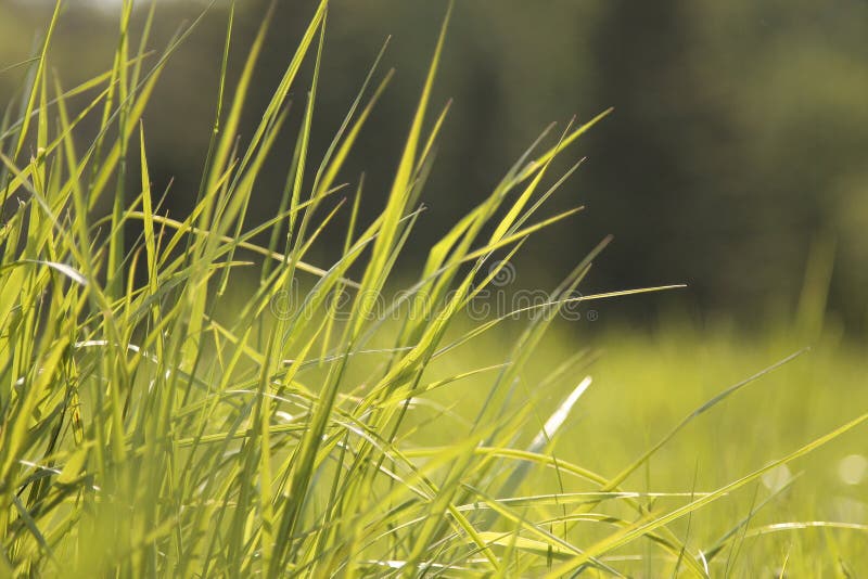 Green grass in sunshine stock photo. Image of abstract - 76381264