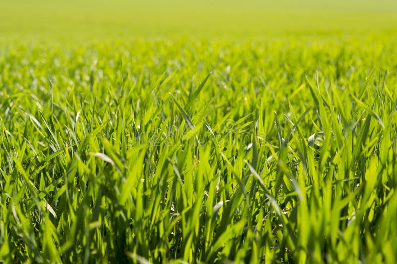 Green Grass in Sunshine. stock image. Image of abstract - 38716567