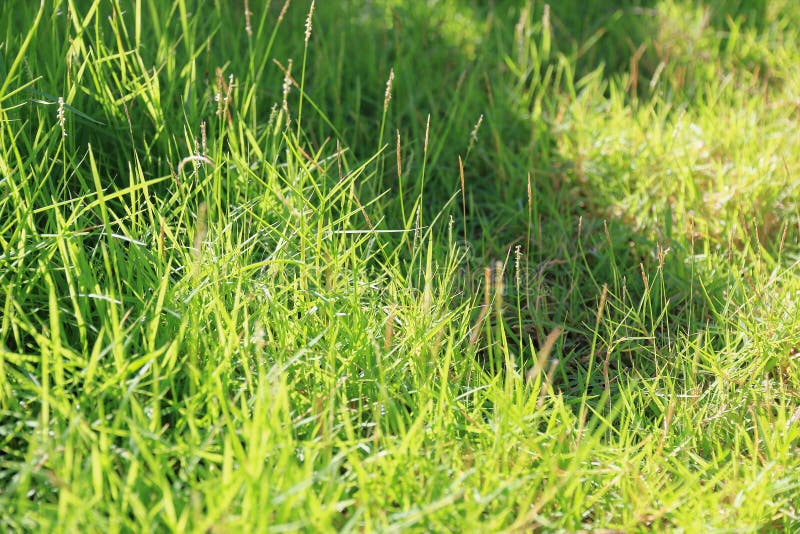 Green Grass with Sunshine and Shade Stock Image - Image of meadow ...