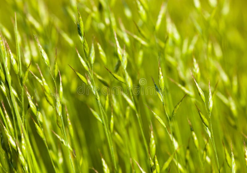 Green Grass in the Sunshine Stock Image - Image of leaf, herbaceous ...