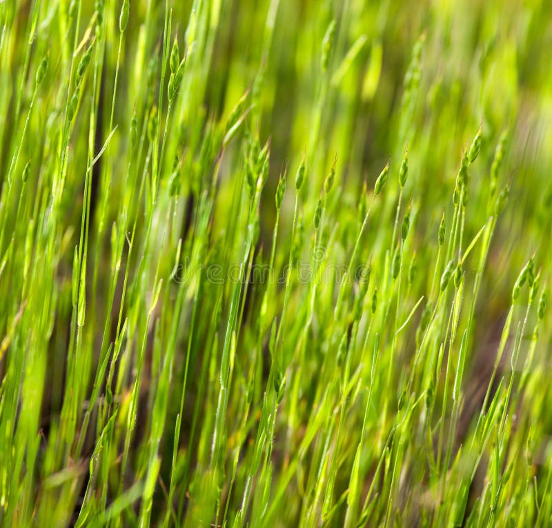 Green Grass in the Sunshine Stock Image - Image of garden, grass: 79668039