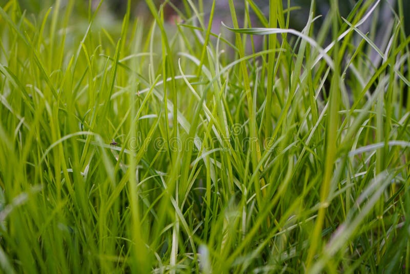 Green Grass Surface Background, Close-up Stock Photo - Image of green ...