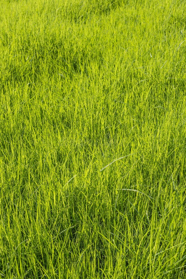 Green Grass Surface Background Stock Photo - Image of morning, garden ...