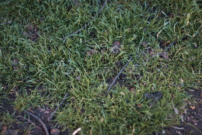 Green grass surface . stock image. Image of fresh, outdoor - 122203497