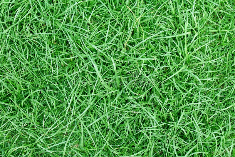 Green Grass Surface, Green Grass Texture. Stock Photo - Image of clean ...