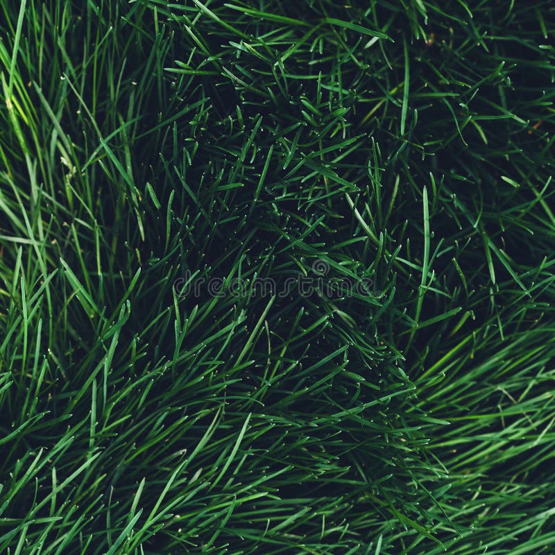 Green Grass Surface, Top View. Spring Grass Close Up. Lush Grass ...