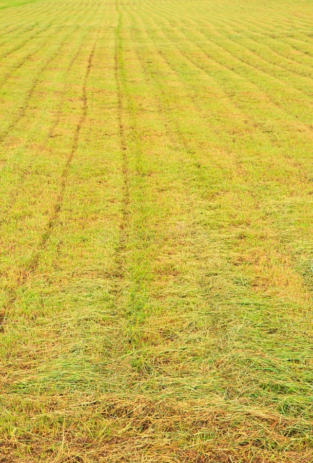 Green grass stock photo. Image of yard, surface, landscape - 44363202