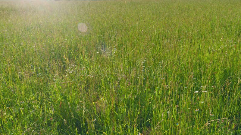 Green Grass Swaying in the Wind. Grass Waving in the Winds Very Sunny ...