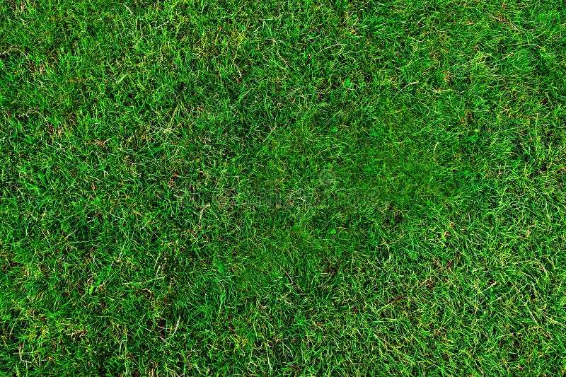 Green Grass Texture stock image. Image of texture, field - 15061471