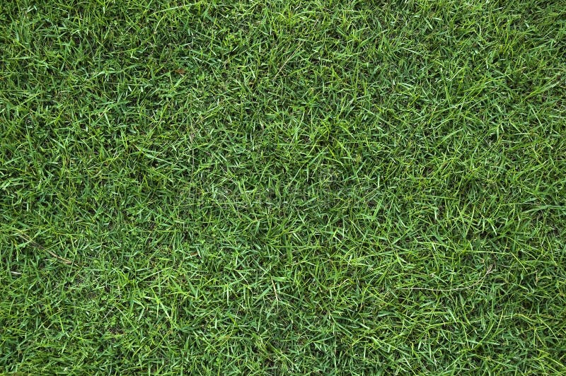 Green grass texture stock image. Image of backdrop, texture - 24769819