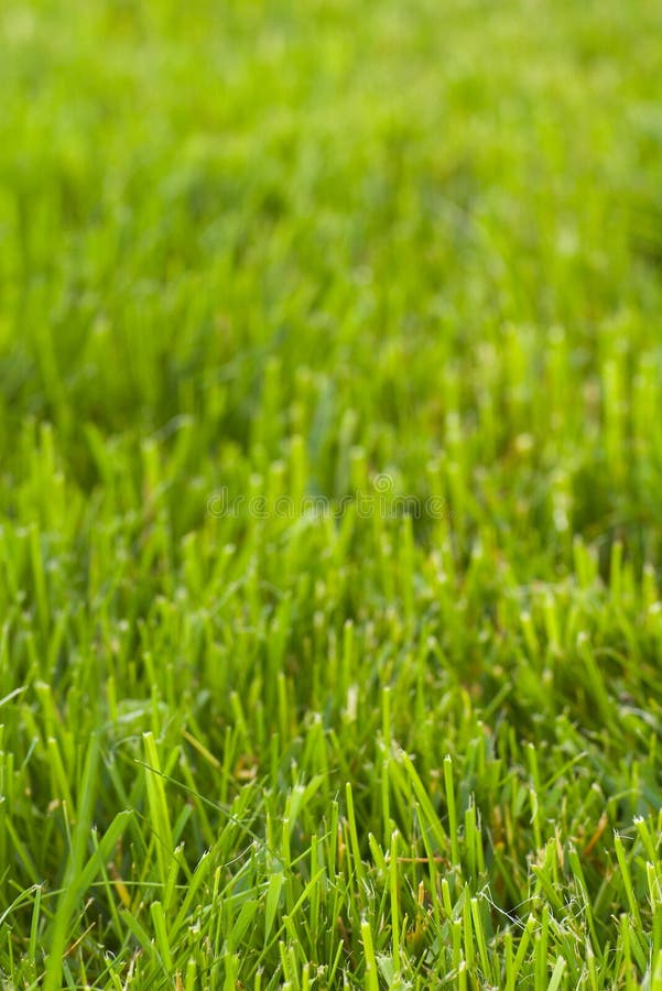 Green grass texture stock photo. Image of peaceful, cultivated - 2810778