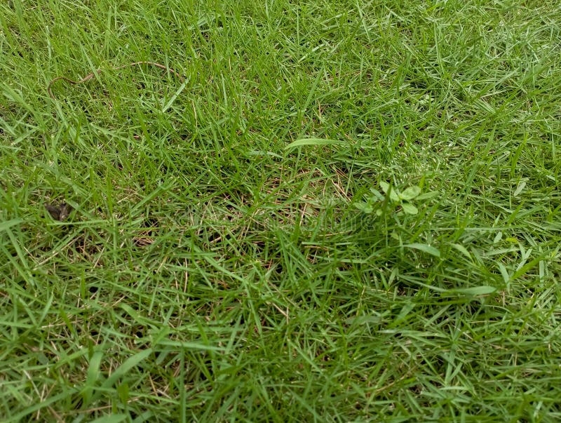 Green Grass Texture Abstract Background Suitable for Posters, Banners ...