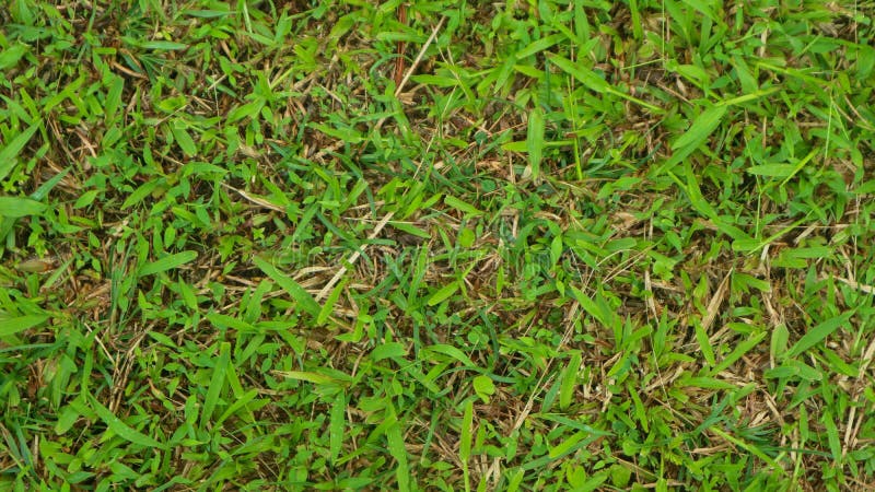 Green Grass Texture for Background Stock Image - Image of green, floor ...