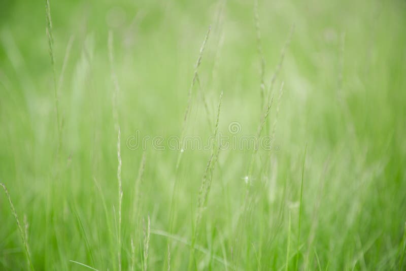 Green Grass Texture As Background. Perspective View and Selective Focus ...