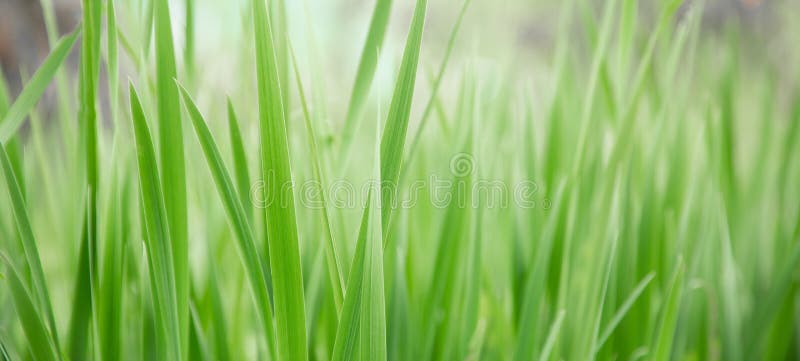 Green Grass Texture As Background. Perspective View and Selective Focus ...