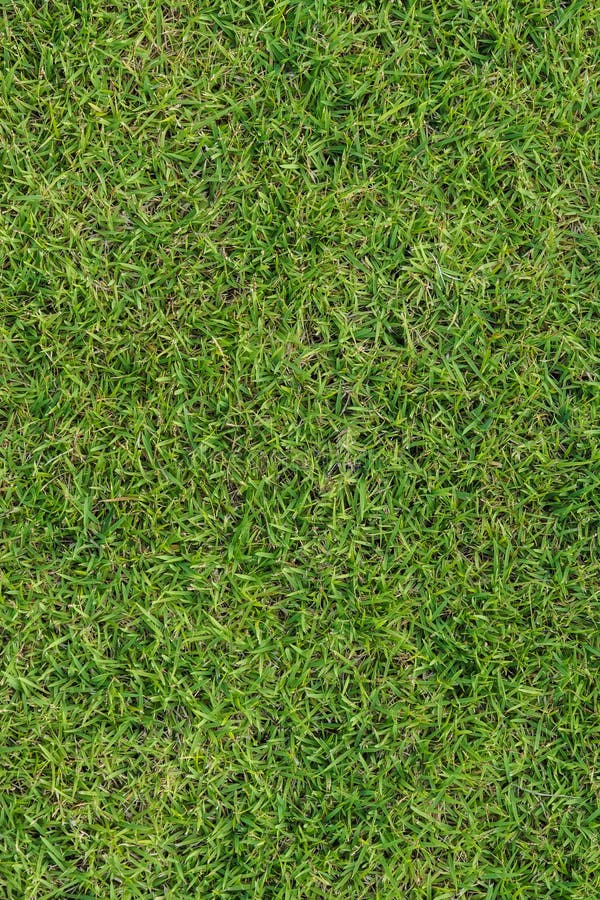 Patch of grass stock image. Image of texture, nature, green - 5361899