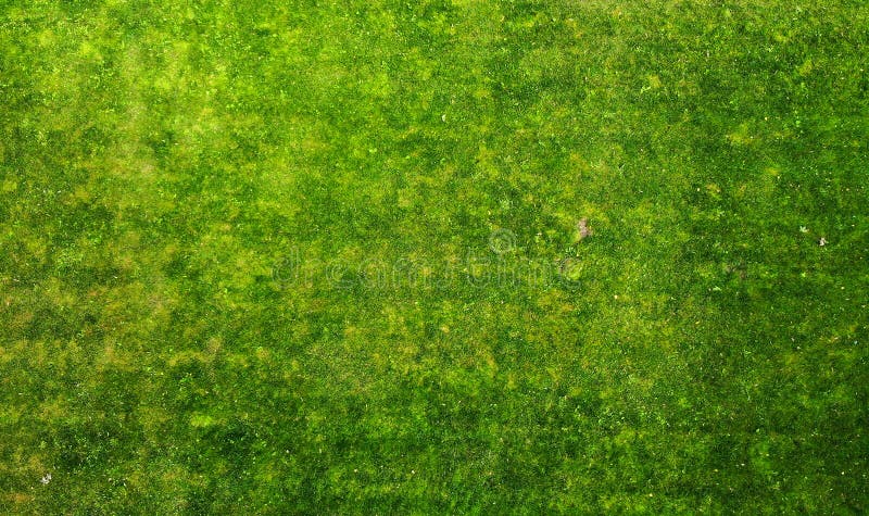 Green Grass Texture Background. Aerial. Stock Image - Image of field ...