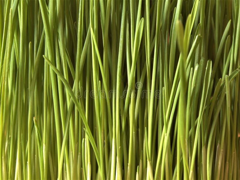 Creating the perfect lawn stock photo. Image of texture - 270234894