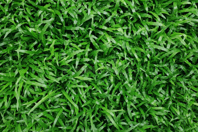 Green Grass Texture Background. Fresh and Clean Leaf Stock Image ...