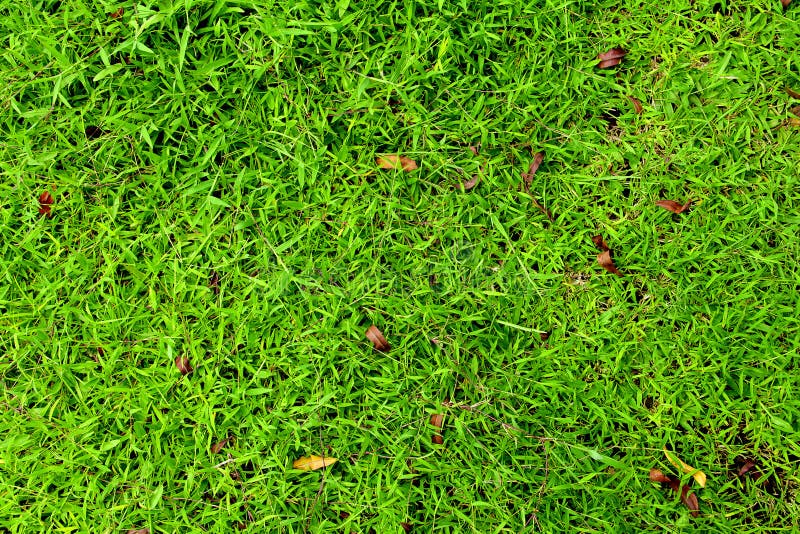 Green Grass Texture Background Stock Image - Image of elements ...