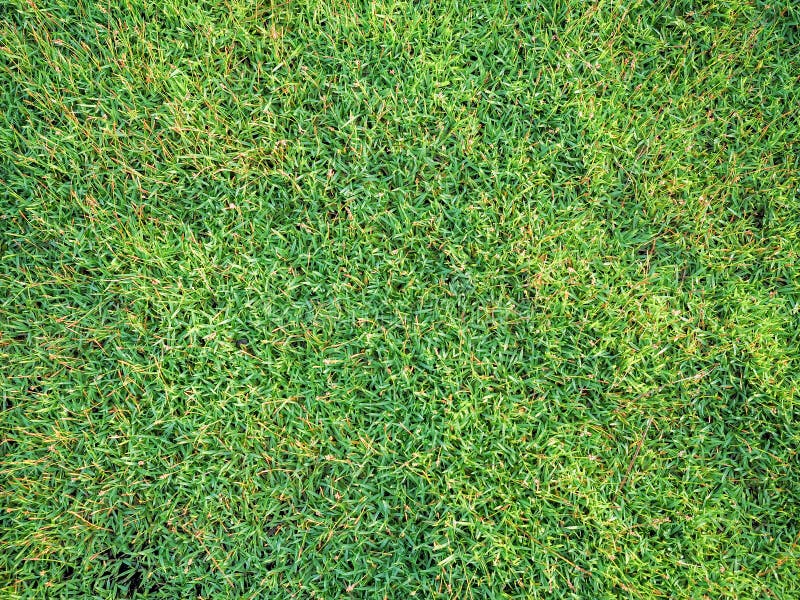 Green Grass Texture Background Stock Image - Image of field, backdrop ...