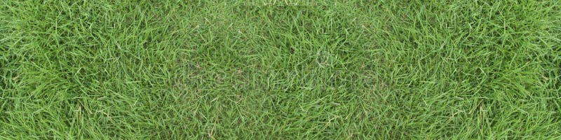 Green Grass Texture Background Stock Image - Image of color, green ...