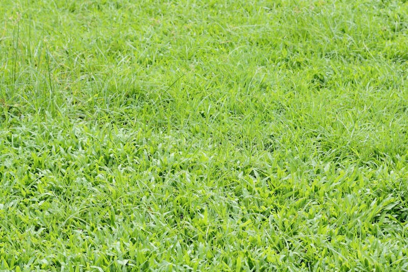 Green Grass Texture Background Stock Photo - Image of background, fresh ...