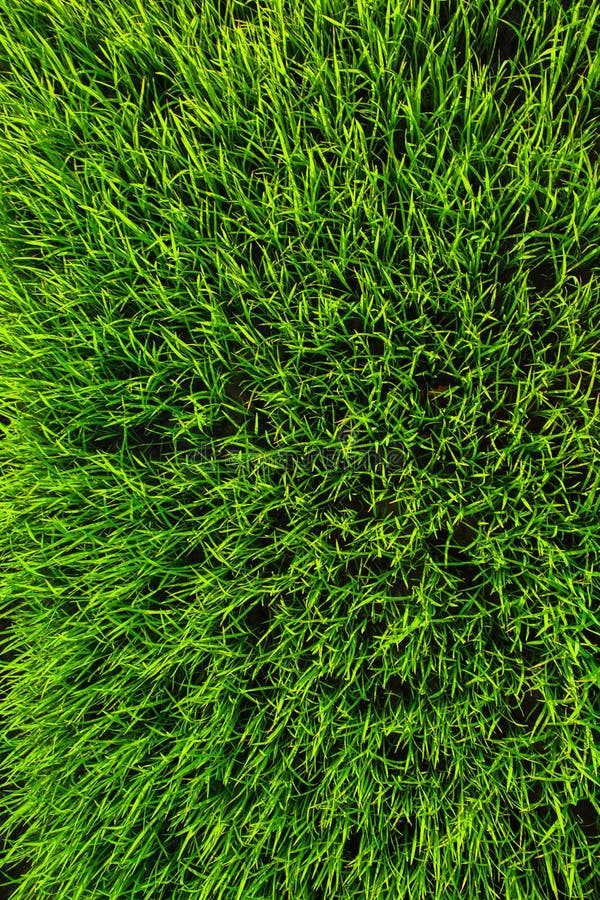 Green Grass Texture Background Stock Image - Image of spring, nature ...